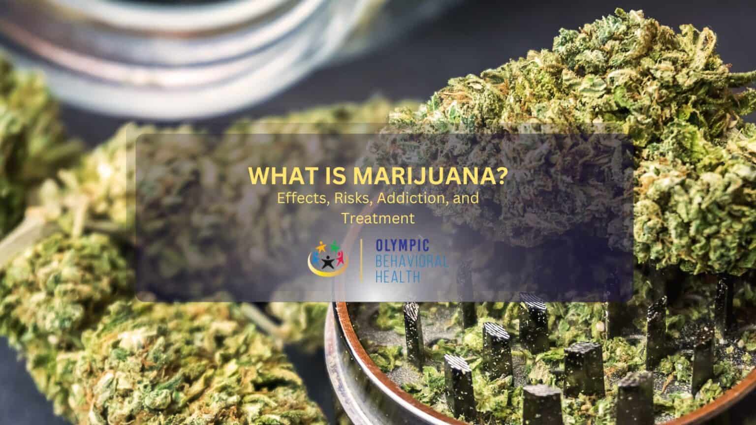 What Is Marijuana? Effects, Risks, Addiction, and Treatment - Olympic Behavioral Health